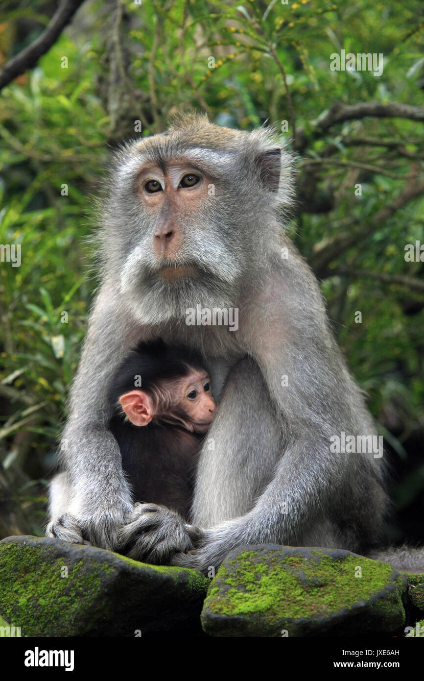 Balinese Monkey with child in Ubud Monkey forest, Bali Stock Photo - Alamy
