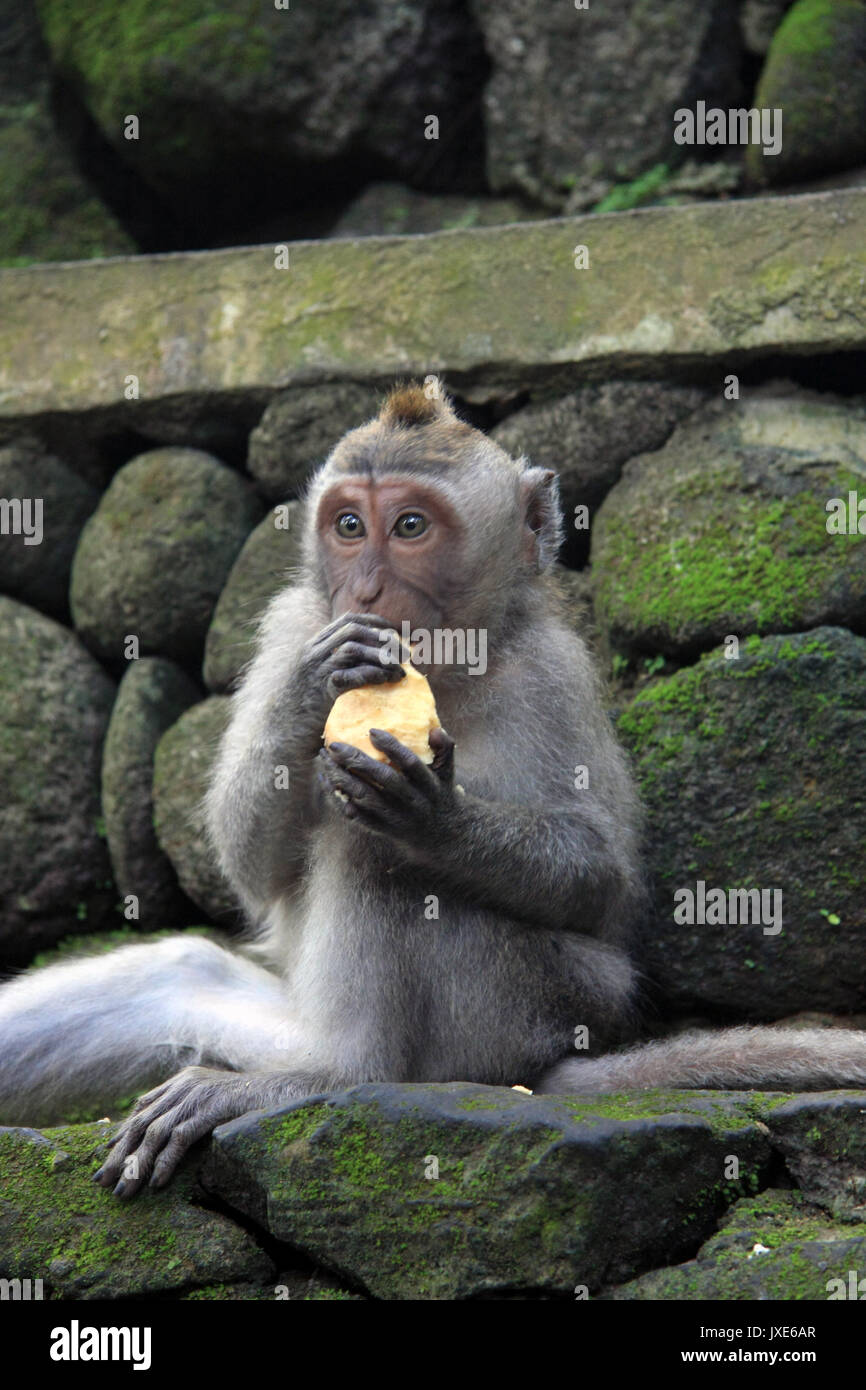 Balinese Monkey eating food in Ubud Monkey forest, Bali Stock Photo - Alamy