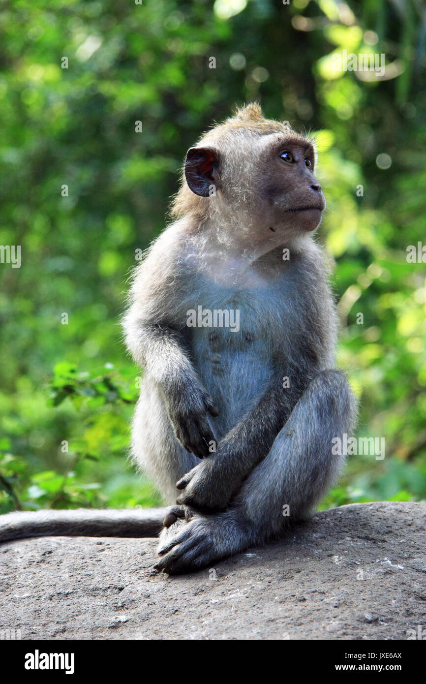 Balinese Monkey in Ubud Monkey forest, Bali Stock Photo - Alamy