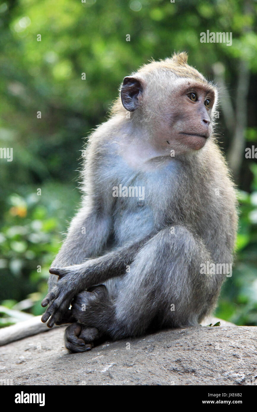 Balinese Monkey in Ubud Monkey forest, Bali Stock Photo - Alamy