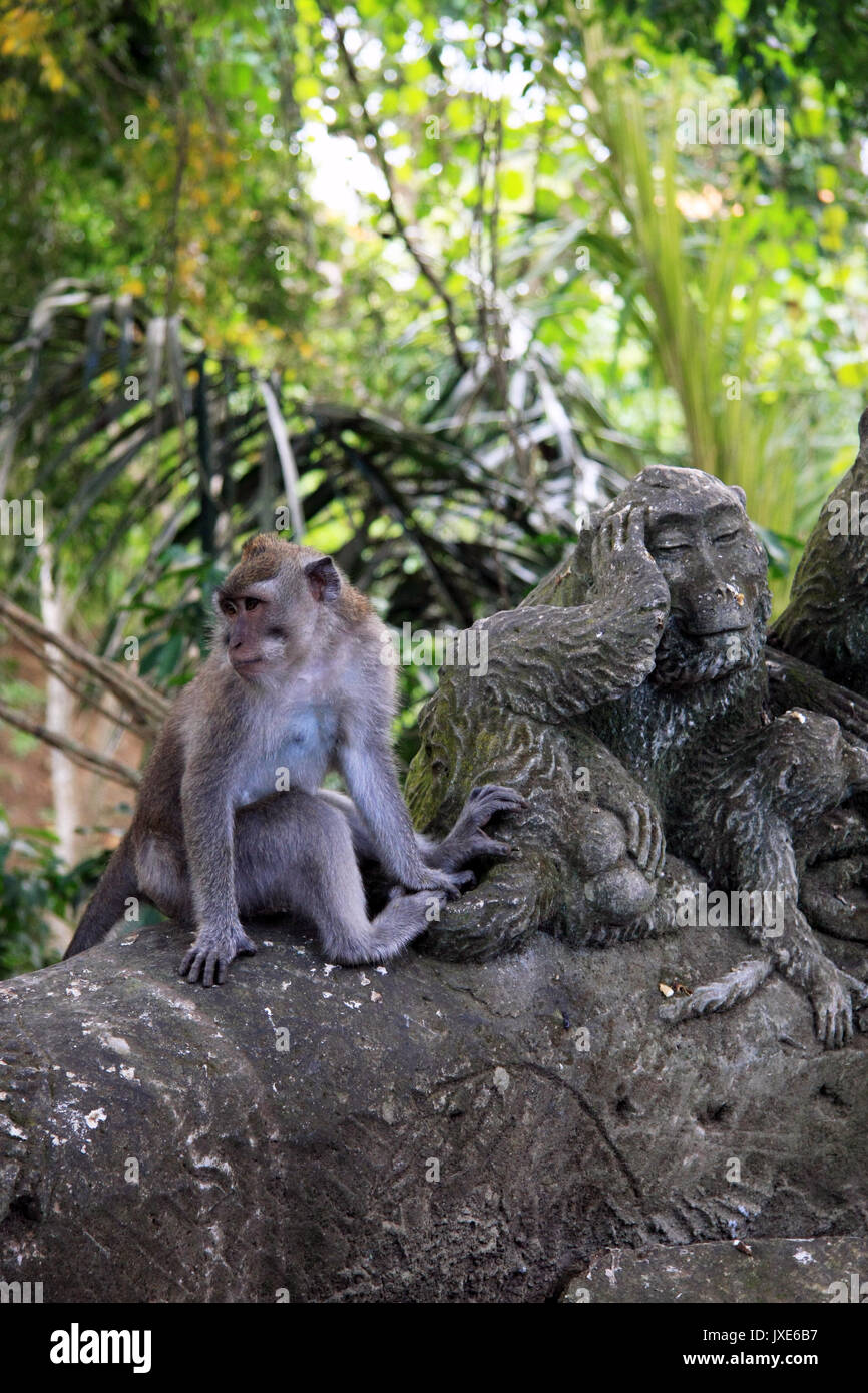 Balinese Monkey in Ubud Monkey forest, Bali Stock Photo - Alamy