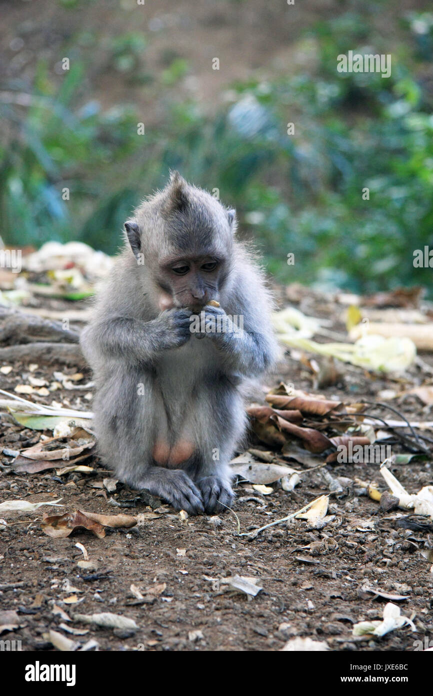 Balinese Monkey in Ubud Monkey forest, Bali Stock Photo - Alamy