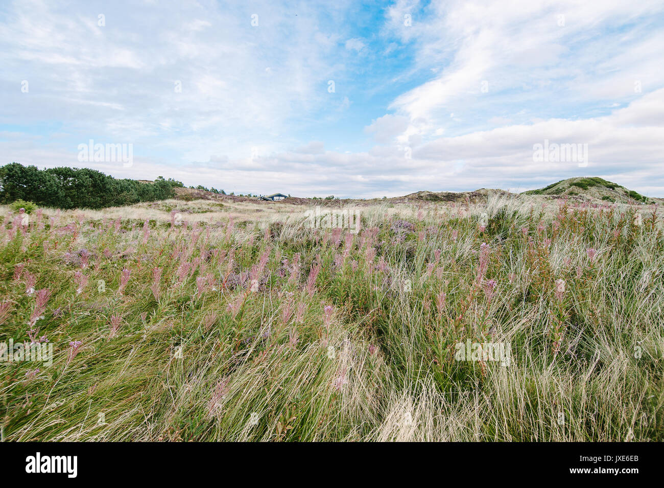 Landscape of Jutland, Denmark Stock Photo - Alamy
