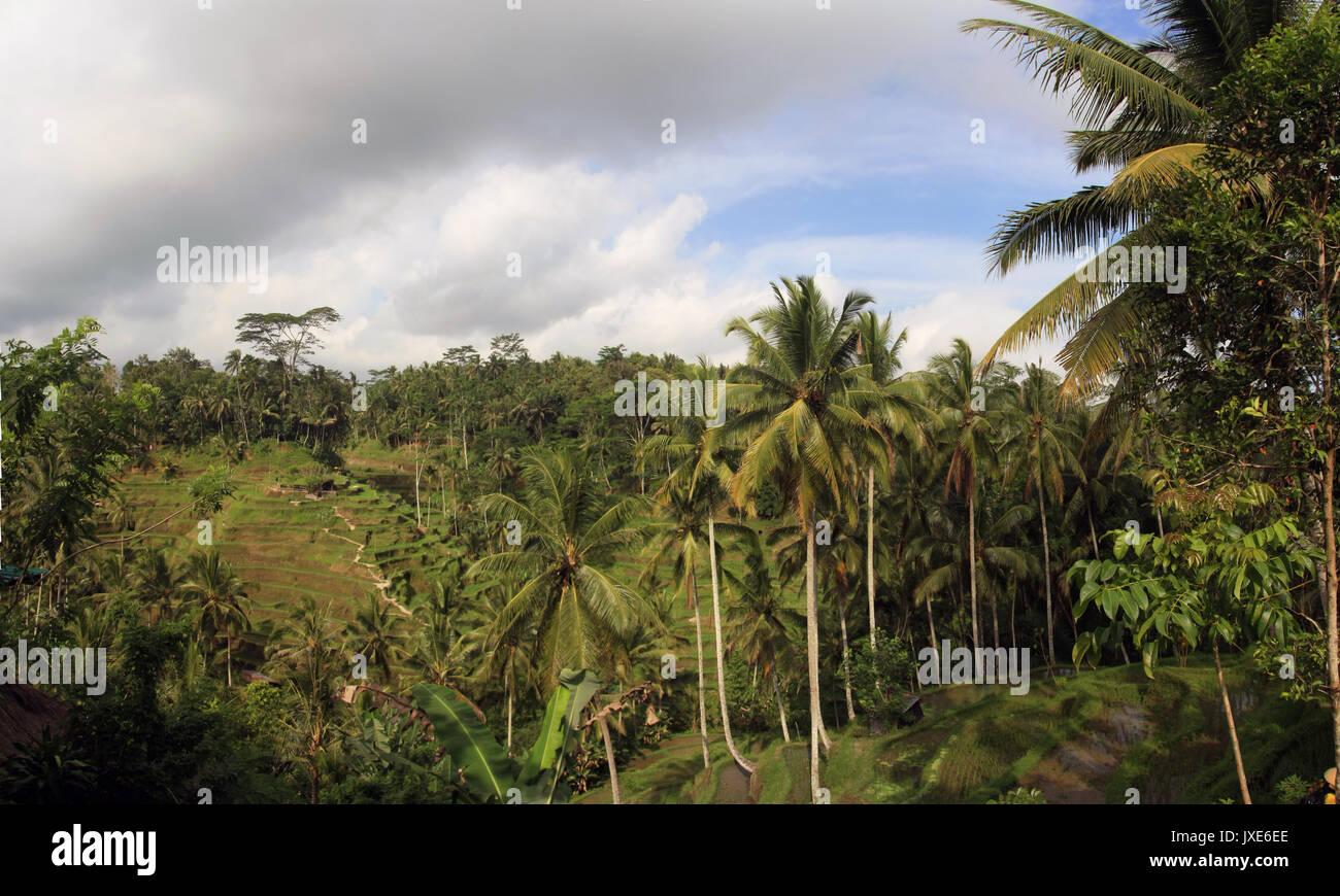 Terrace rice fields in Ubud, Bali, Indonesia Stock Photo - Alamy