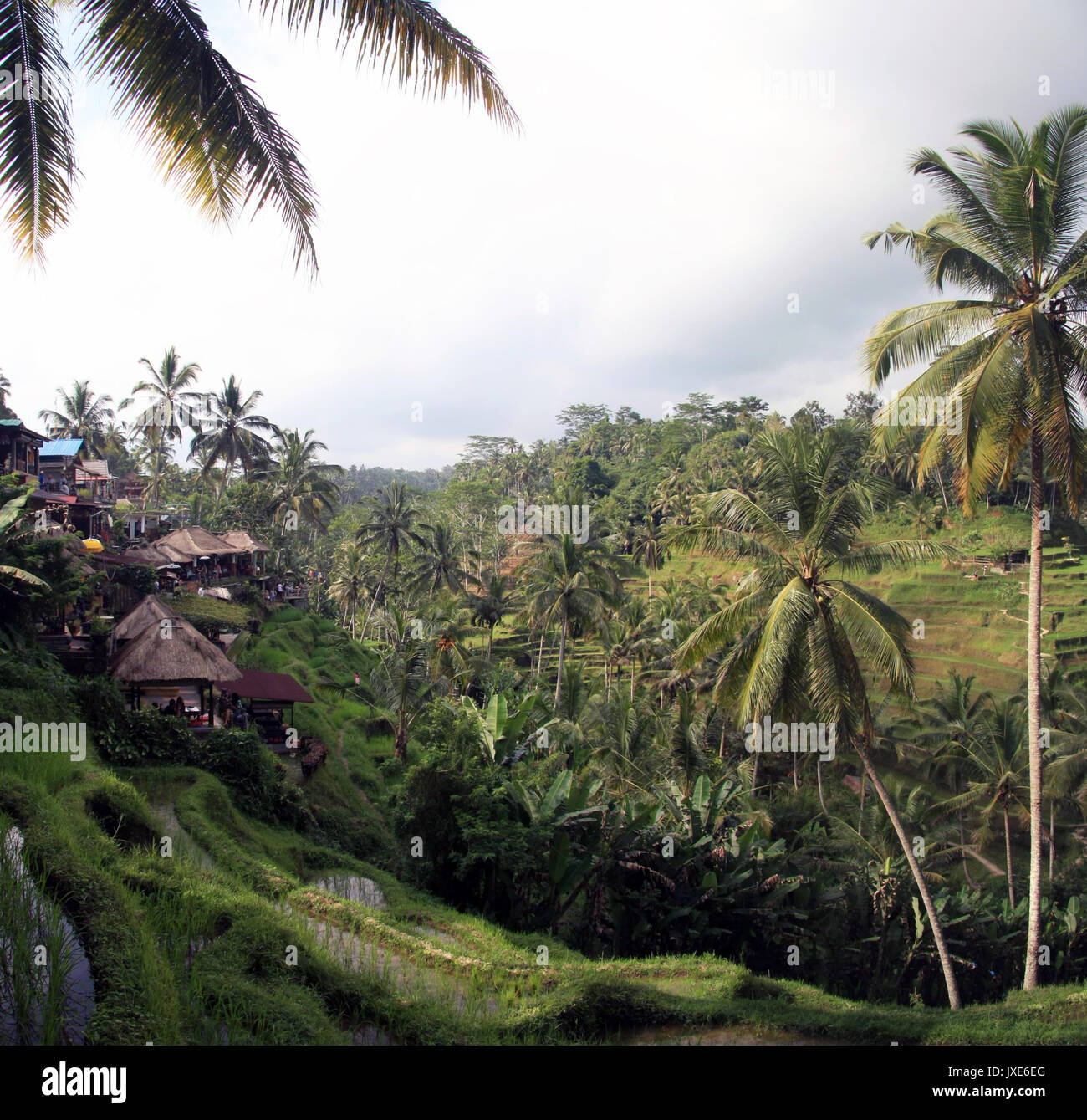 Terrace rice fields in Ubud, Bali, Indonesia Stock Photo - Alamy