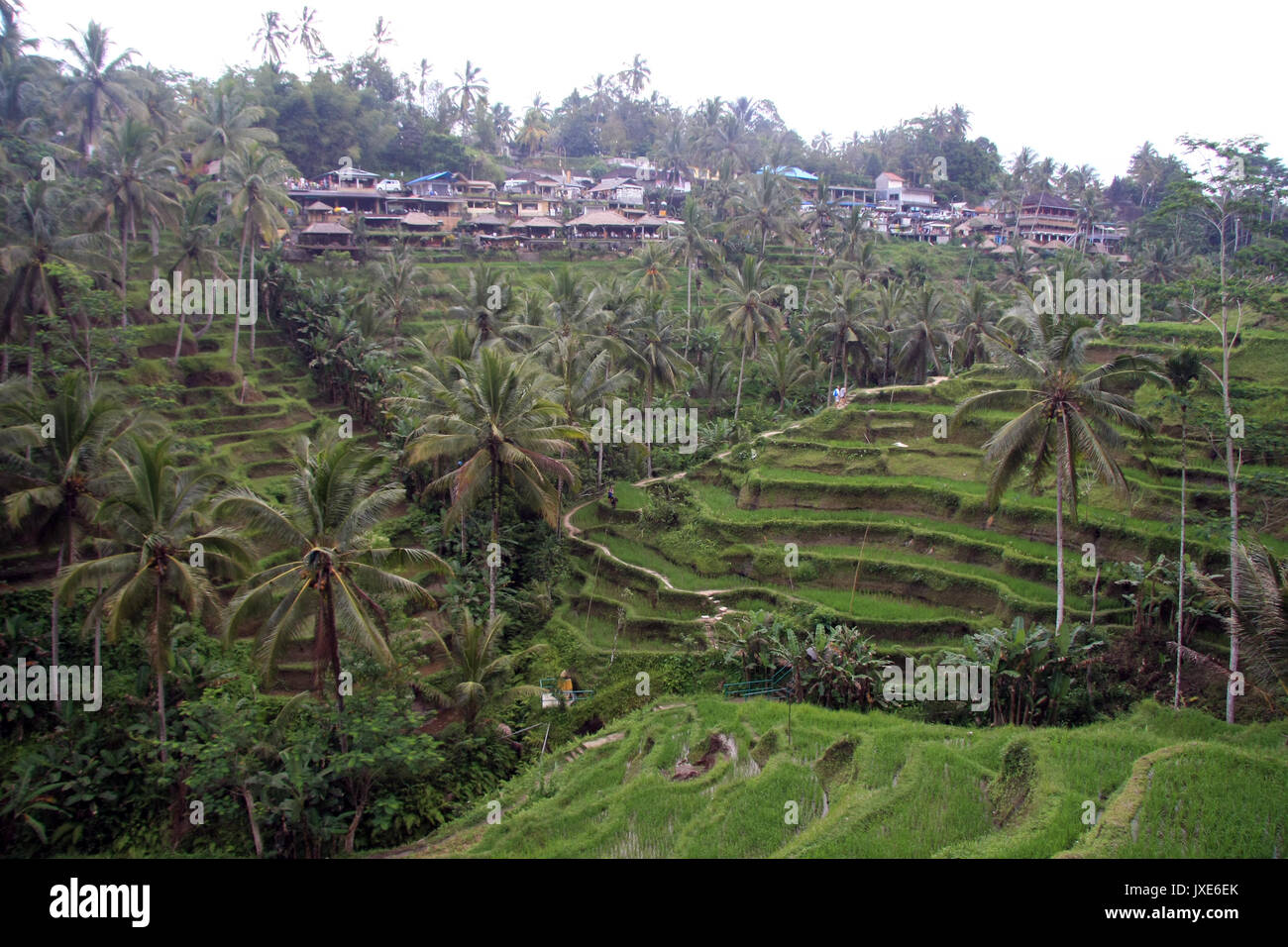 Terrace rice fields in Ubud, Bali, Indonesia Stock Photo - Alamy
