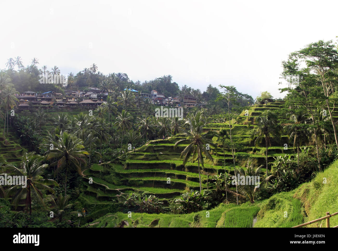 Terrace rice fields in Ubud, Bali, Indonesia Stock Photo - Alamy