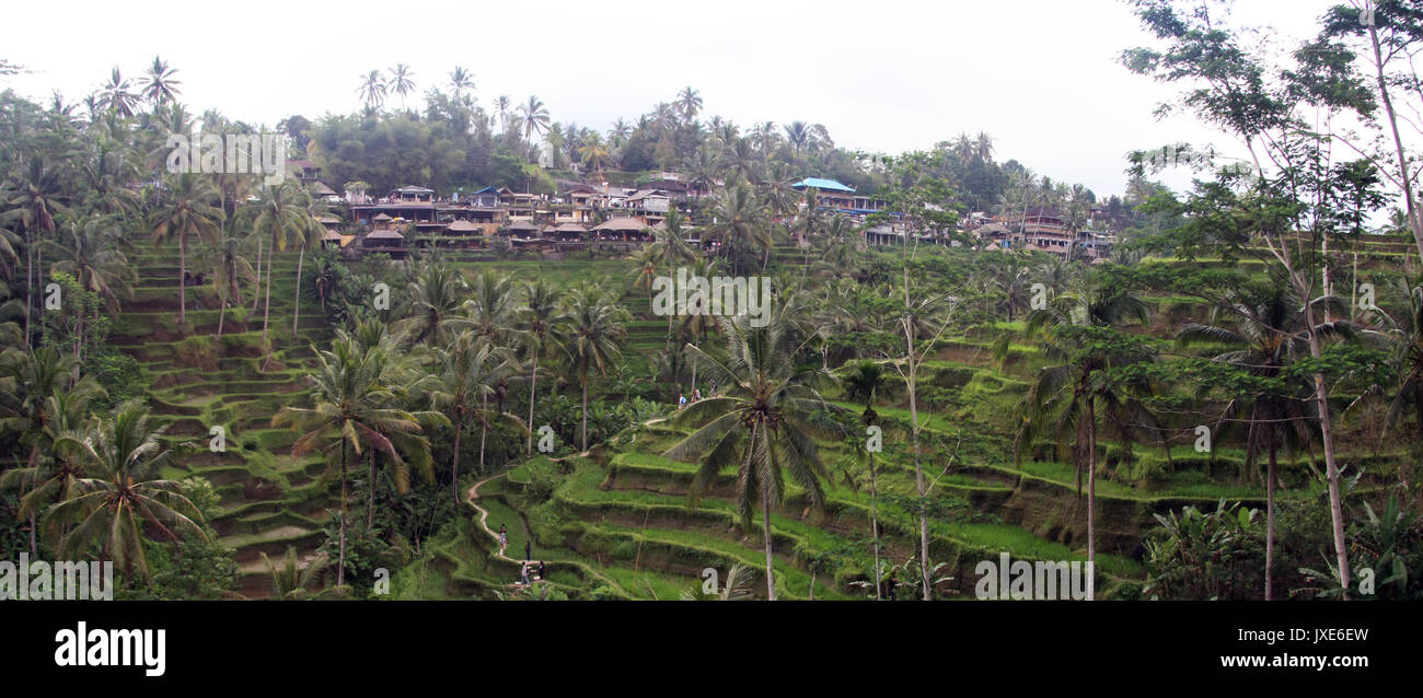 Terrace rice fields in Ubud, Bali, Indonesia Stock Photo - Alamy