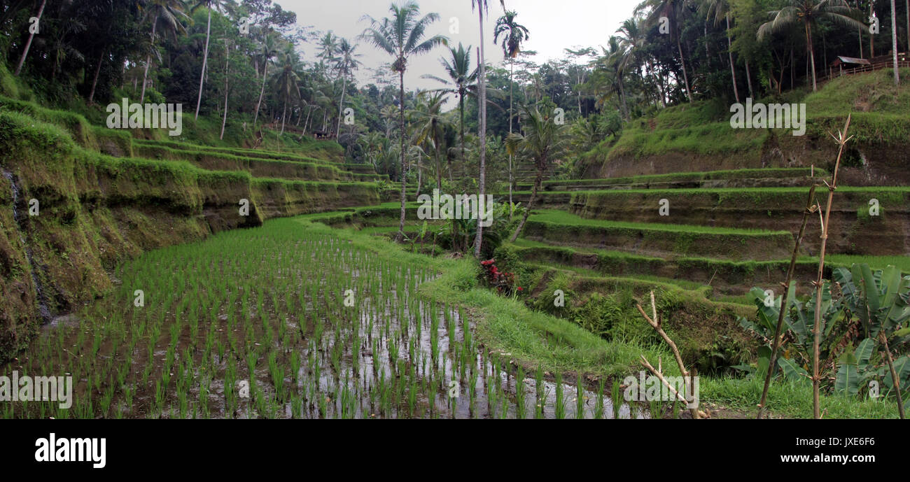 Terrace rice fields in Ubud, Bali, Indonesia Stock Photo - Alamy