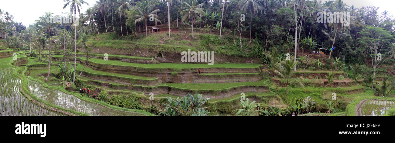 Terrace rice fields in Ubud, Bali, Indonesia Stock Photo - Alamy