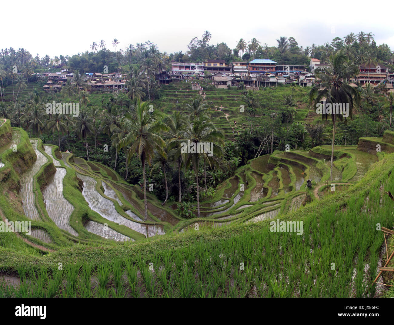 Terrace rice fields in Ubud, Bali, Indonesia Stock Photo - Alamy