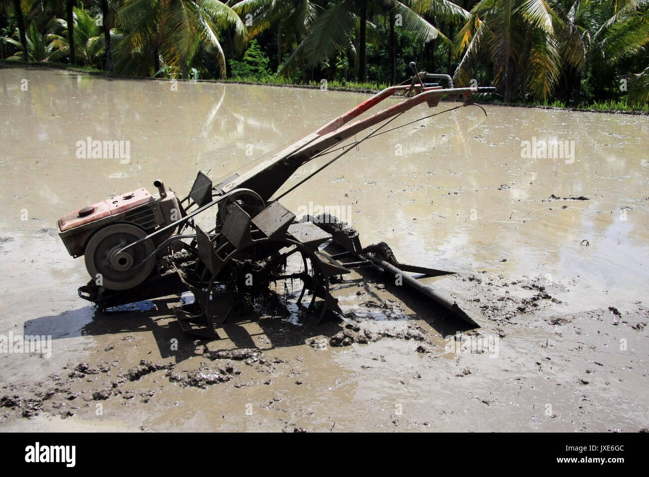 Farm plough in rice paddy field Bali, Indonesia Stock Photo - Alamy