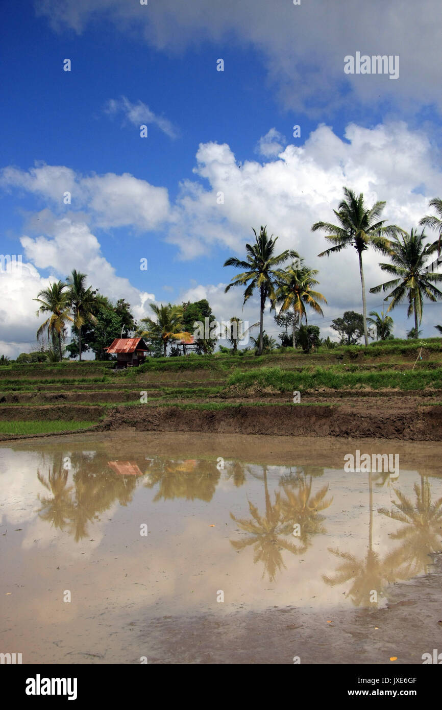Rice paddy field prior to planting, thick water covered mud laiden ...