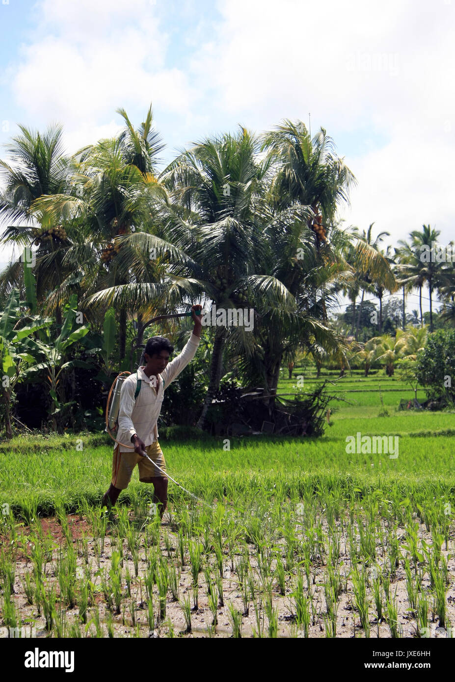Balinese farm worker hi-res stock photography and images - Alamy