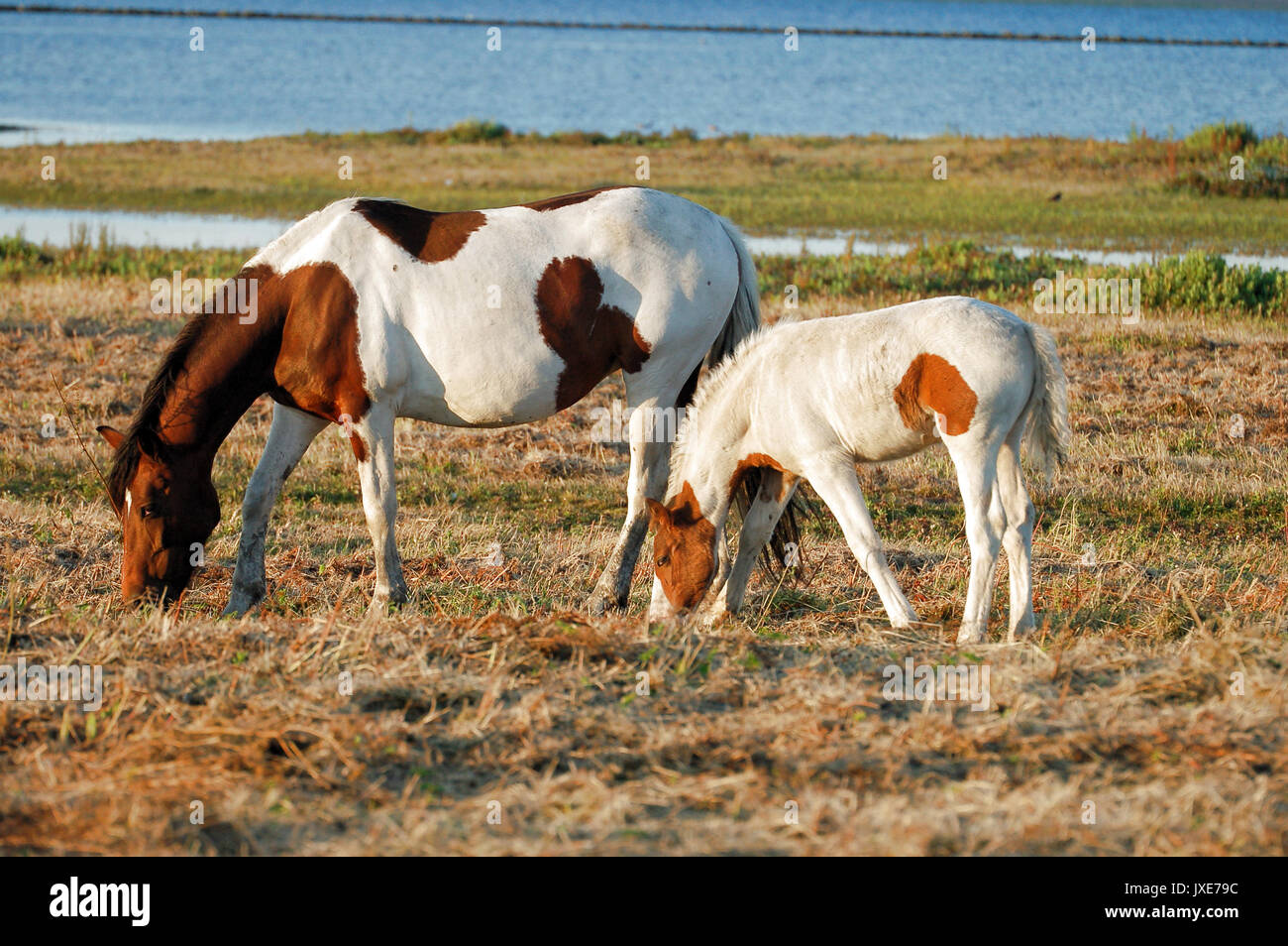 Horseracing action hi-res stock photography and images - Alamy