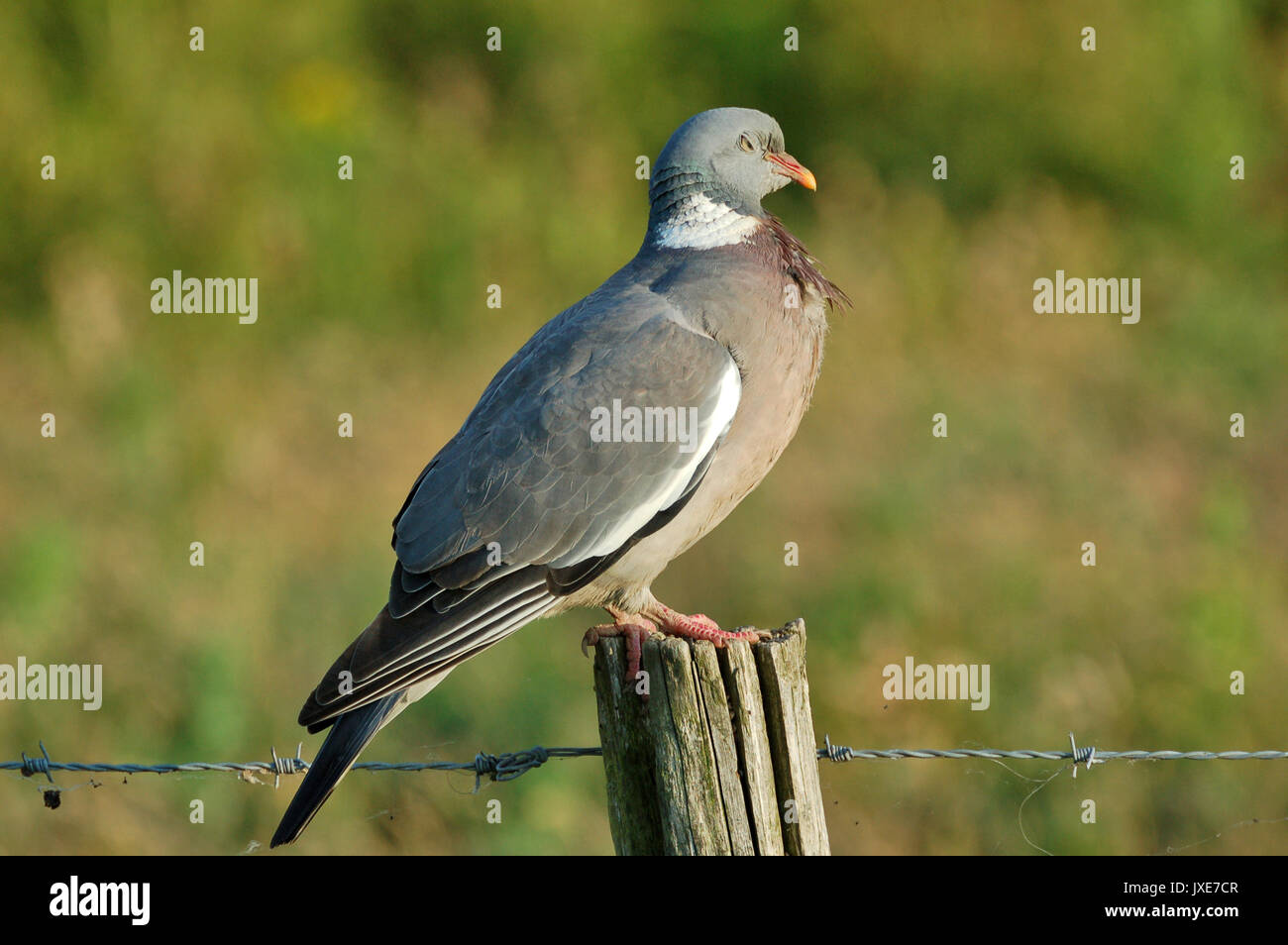 Pigeon field spring uk feeding hi-res stock photography and images - Alamy