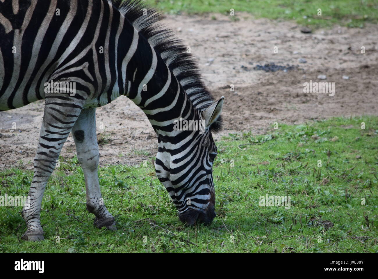 Animals photography hi-res stock photography and images - Alamy