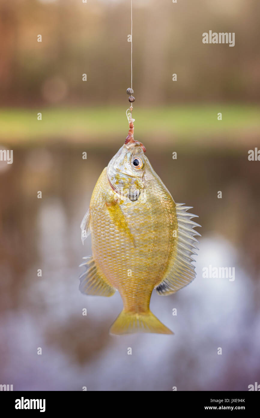 Bluegill fish hi-res stock photography and images - Alamy