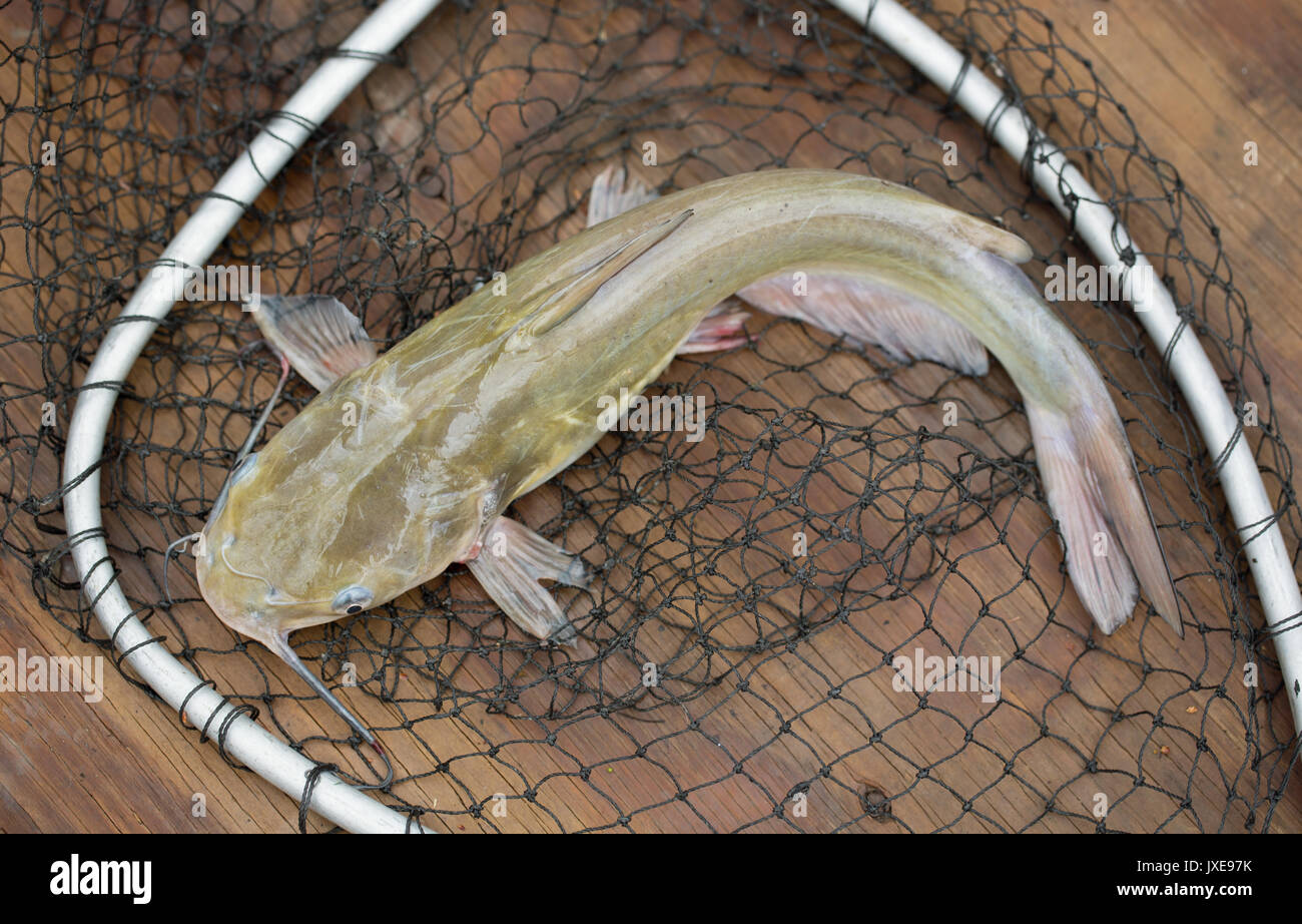 Yo catch fish hi-res stock photography and images - Alamy