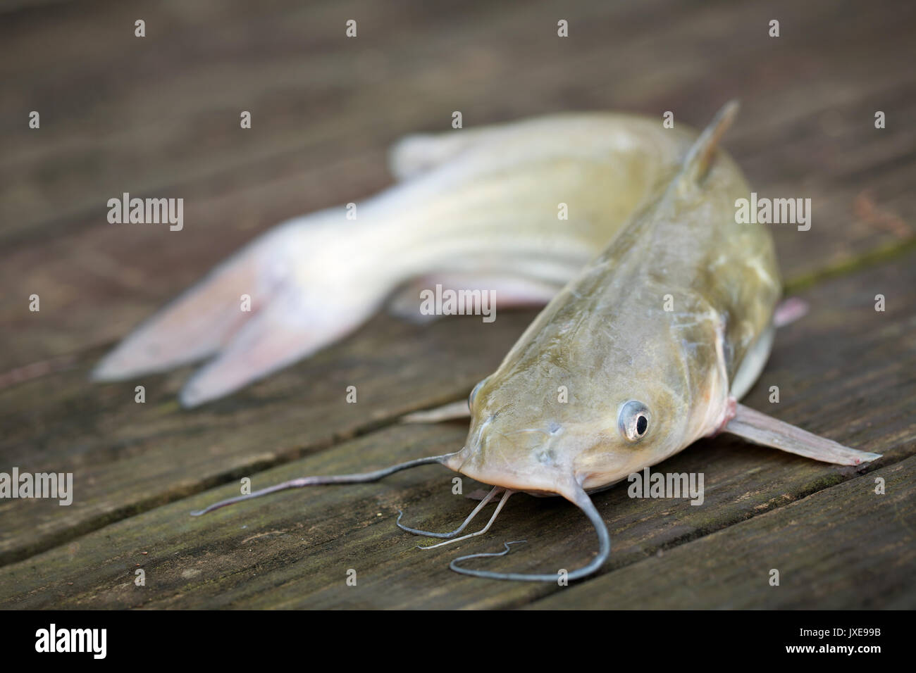 Blue catfish hi-res stock photography and images - Alamy