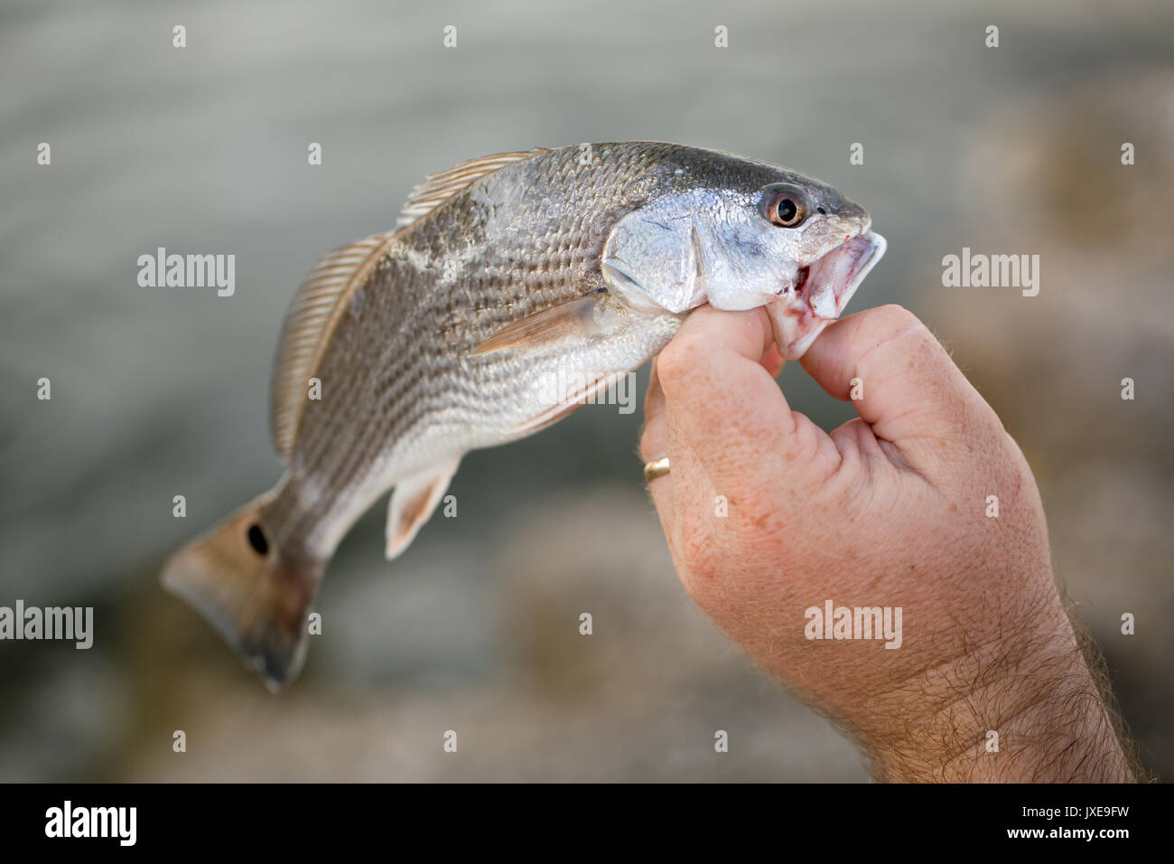 Red drum fish hi-res stock photography and images - Alamy