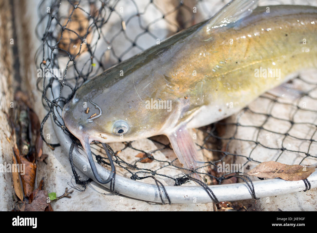 Yo catch fish hi-res stock photography and images - Alamy