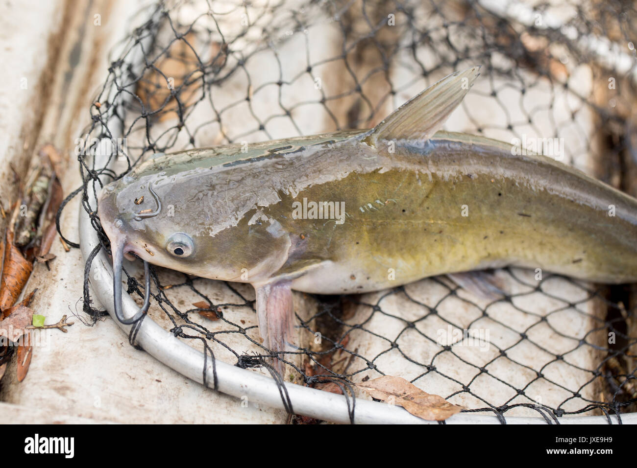 Catfish Caught in Freshwater Stock Photo - Alamy
