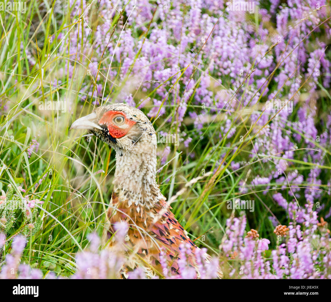 Red Grouse Red grouse (Lagopus lagopus scoticus) on Easby Moor, North ...