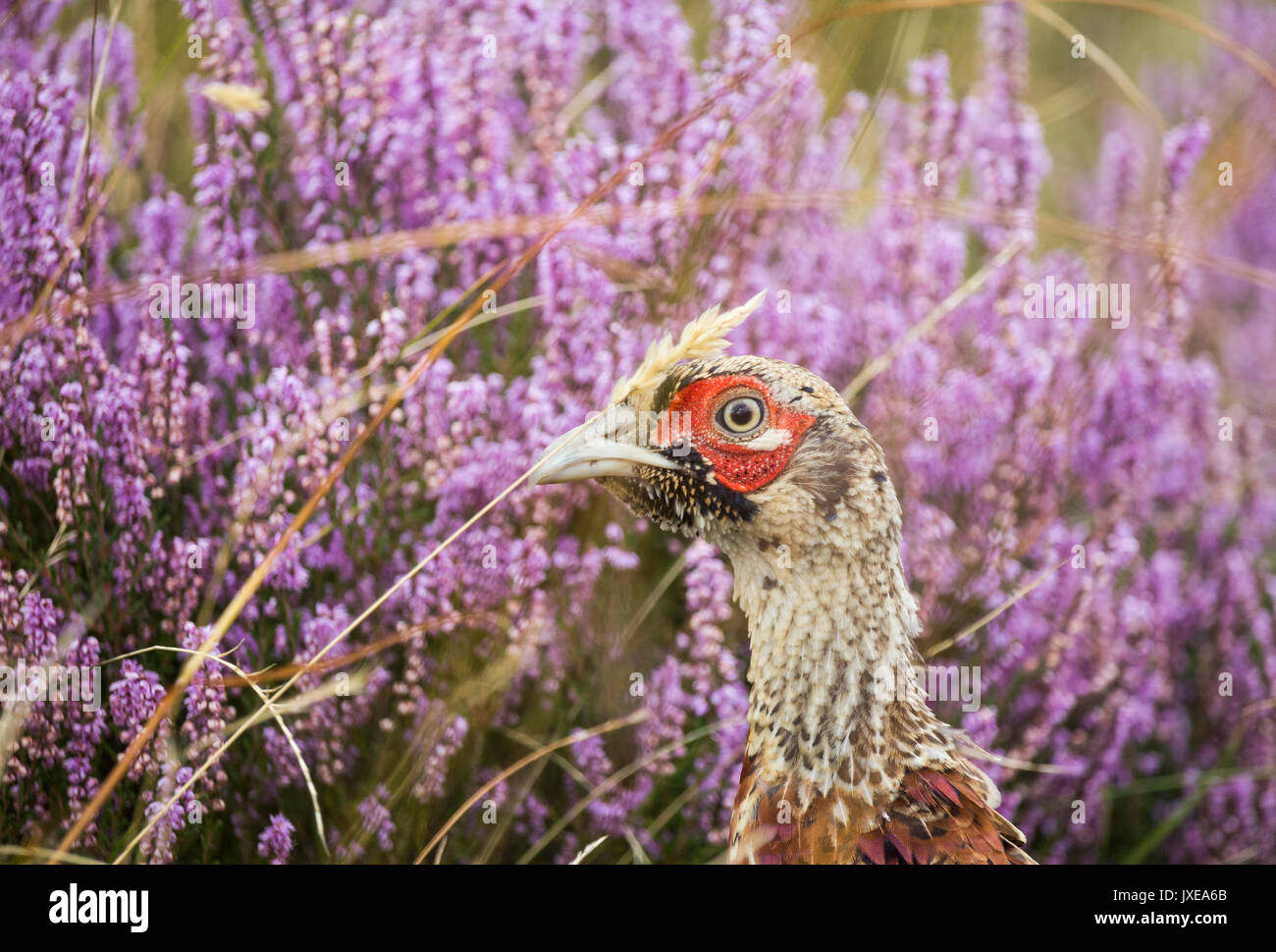 Red Grouse Red grouse (Lagopus lagopus scoticus) on Easby Moor, North ...