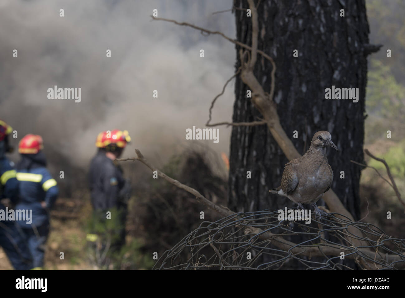 Third bird stands hi-res stock photography and images - Alamy