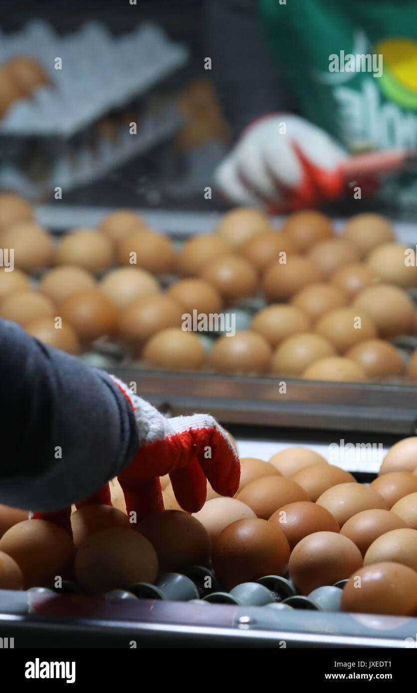 Egg inspection Eggs are sorted at a poultry farm in Wonju, Gangwon ...