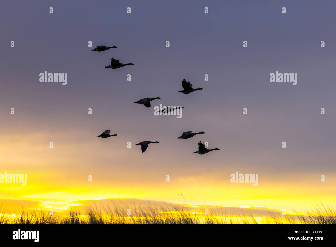Flock of birds, flying in the sky at dawn.Southport, Merseyside. UK ...