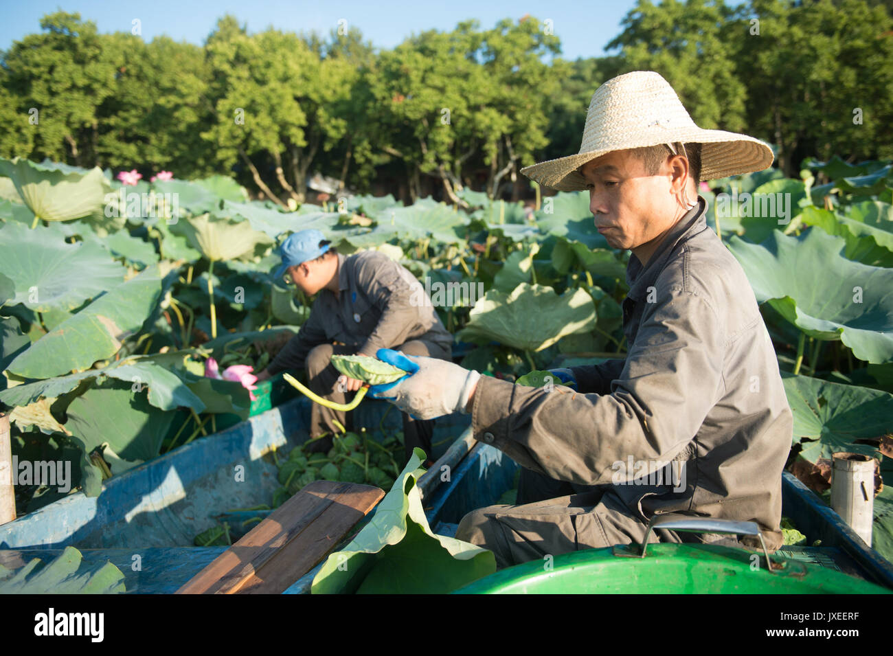 Hangzhou, China's Zhejiang Province. 16th Aug, 2017. Boatmen harvest ...