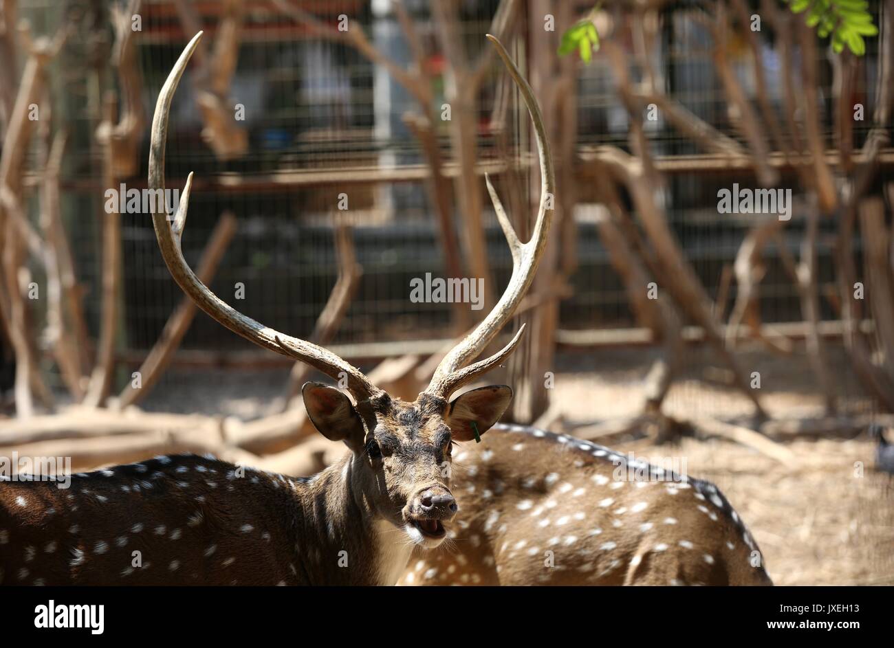Qalqilya, West Bank, Palestinian Territory. 12th Aug, 2017. A picture ...