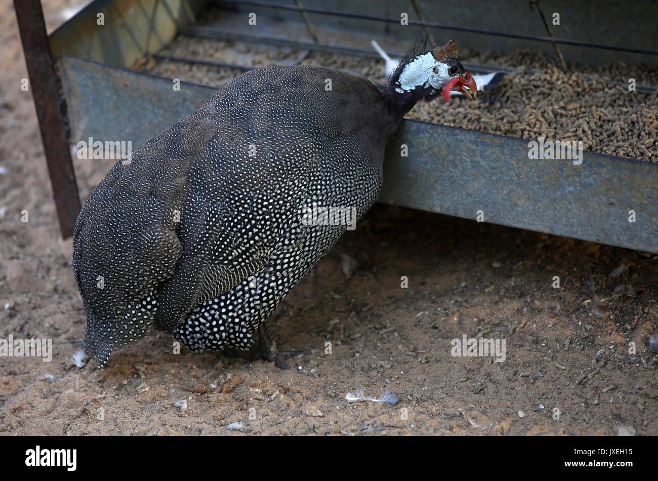 Qalqilya, West Bank, Palestinian Territory. 12th Aug, 2017. A picture ...