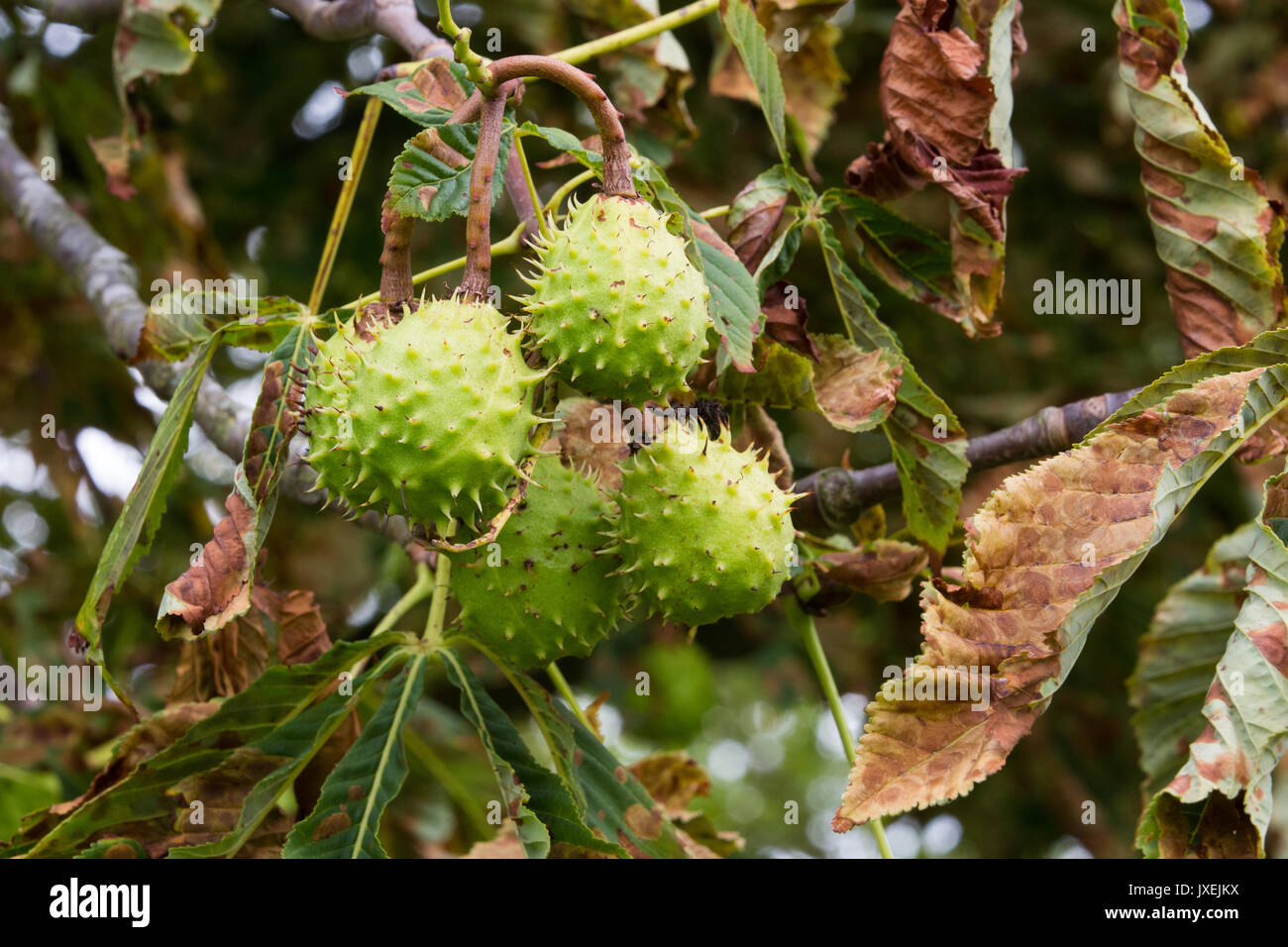 Windsor, UK. 16th August, 2017. Horse chestnuts are now well formed on ...
