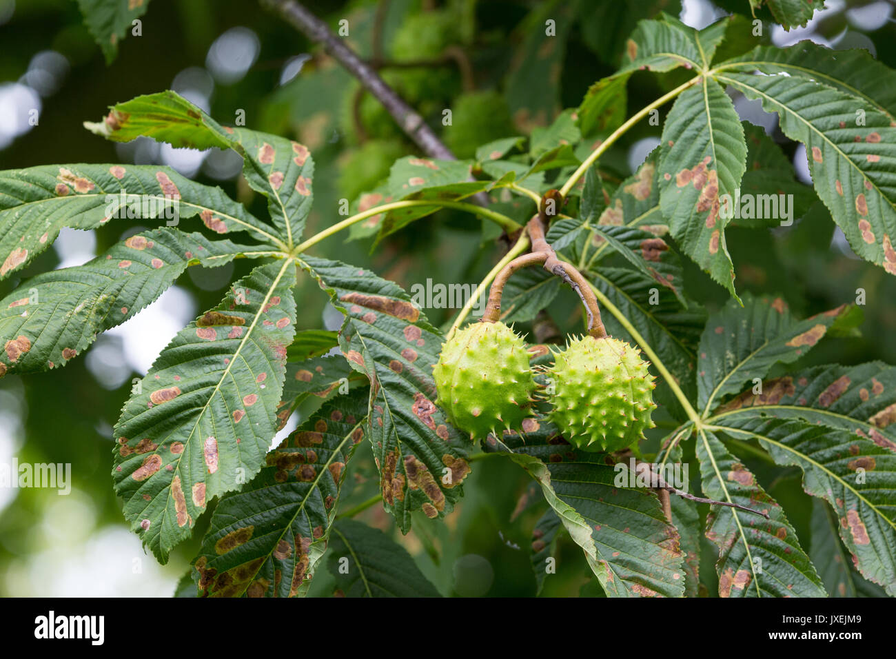 Windsor, UK. 16th August, 2017. Horse chestnuts are now well formed on ...