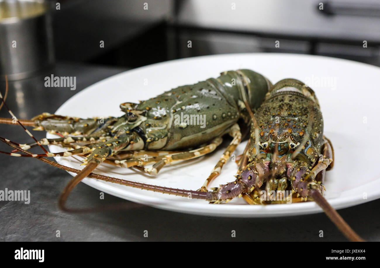 Urumqi. 16th Aug, 2017. Lobsters imported from Pakistan is displayed in ...