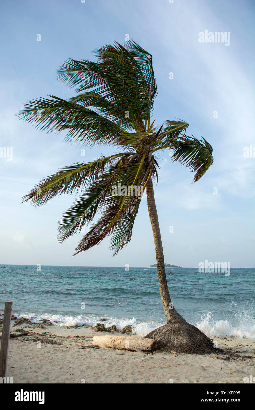 Palm tree on white sand beach front of a blue lagoon of a paradise ...