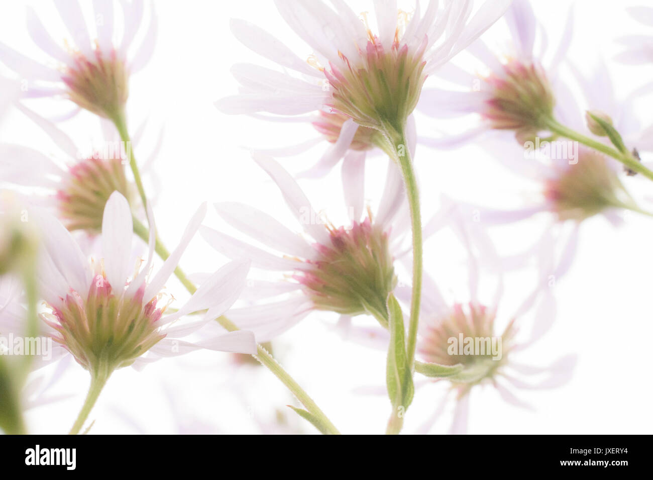 Delicate romantic hi-res stock photography and images - Alamy