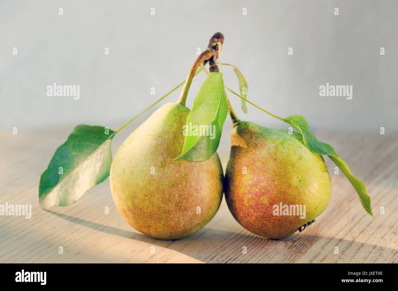 Paired fruit - two pears on one stalk with leaves. With drops of water ...