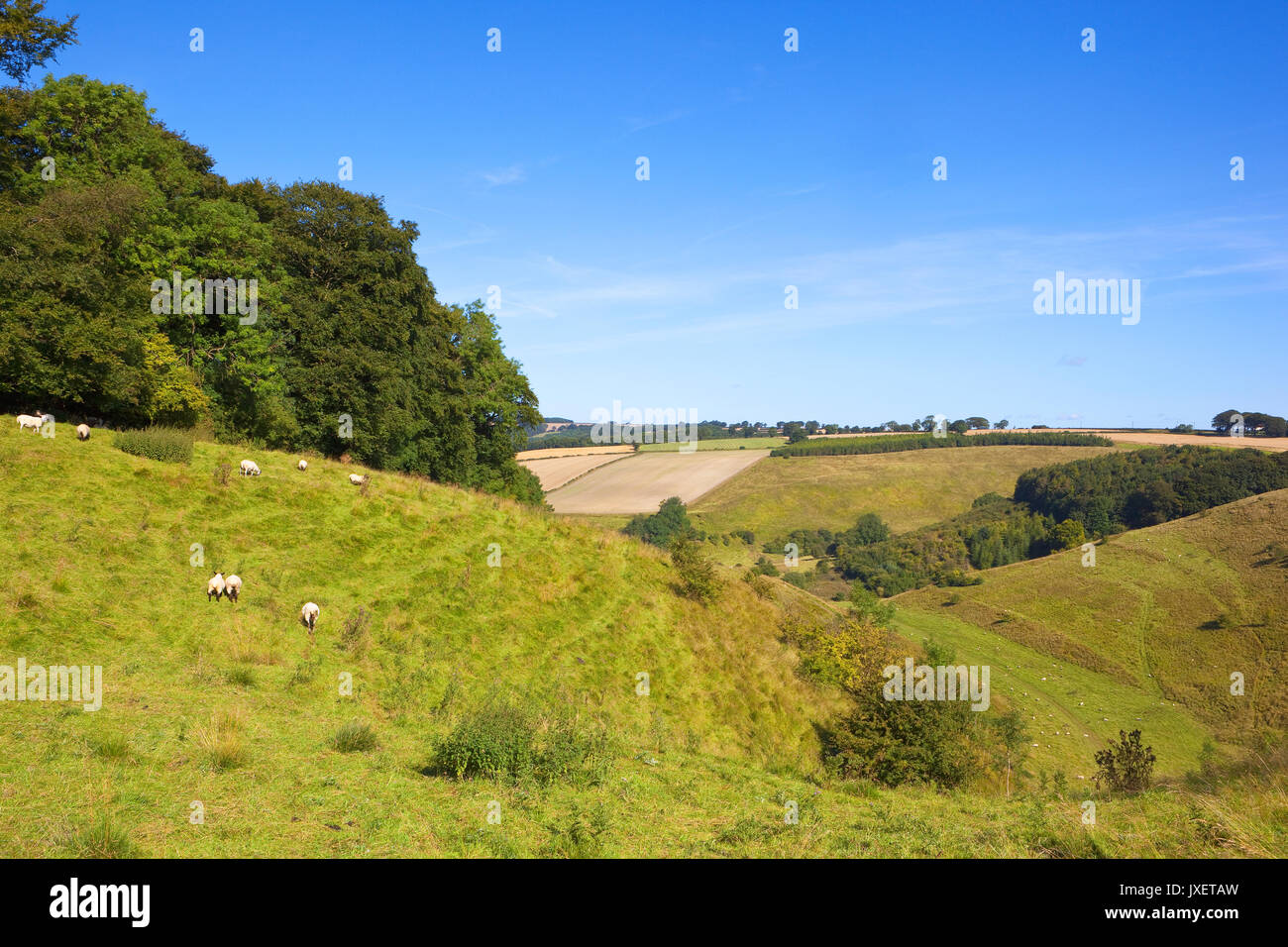a hillside grazing pasture with sheep and woodland in the yorkshire ...