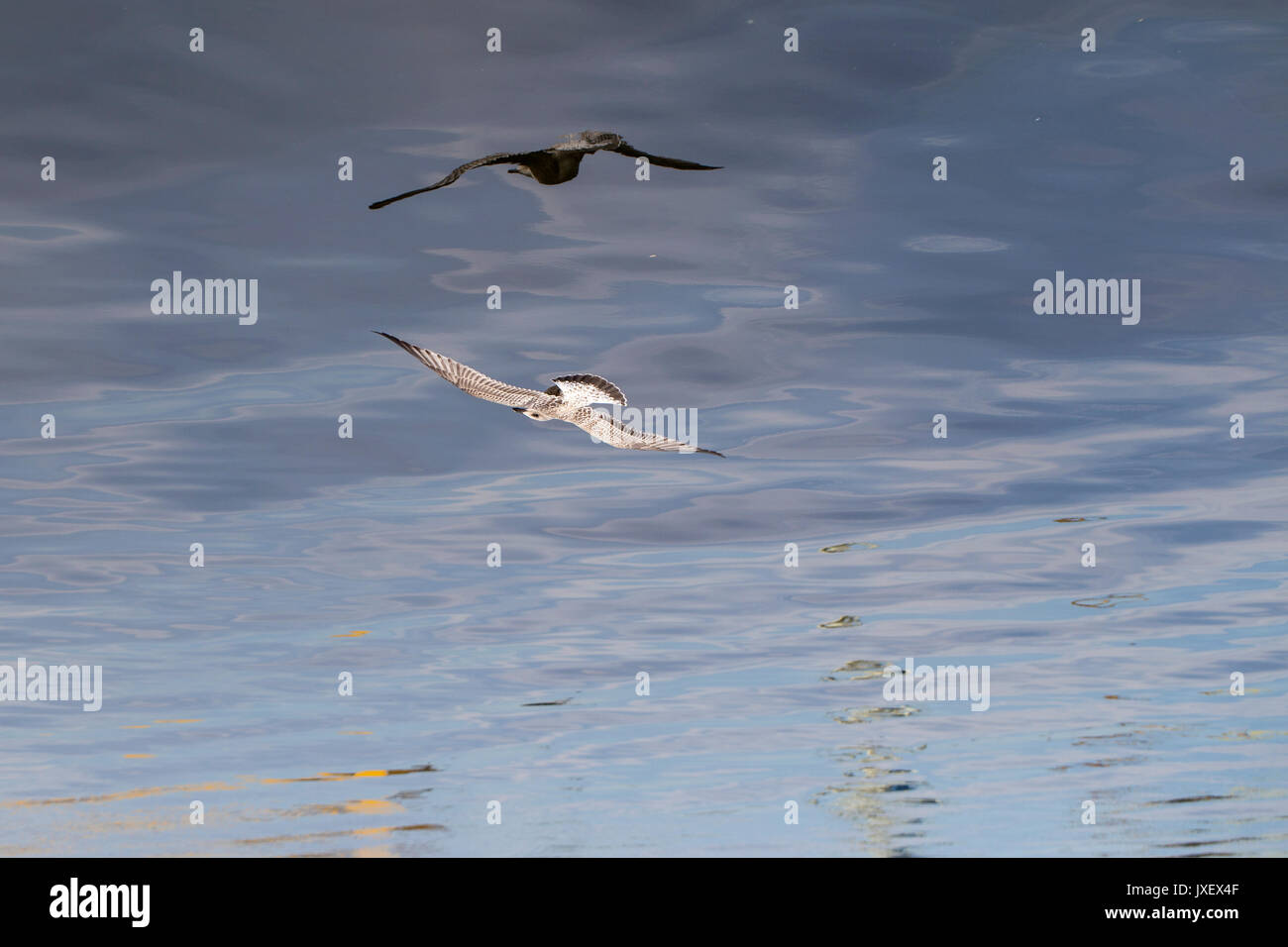 Birds over the sea, reflections in the water Stock Photo - Alamy