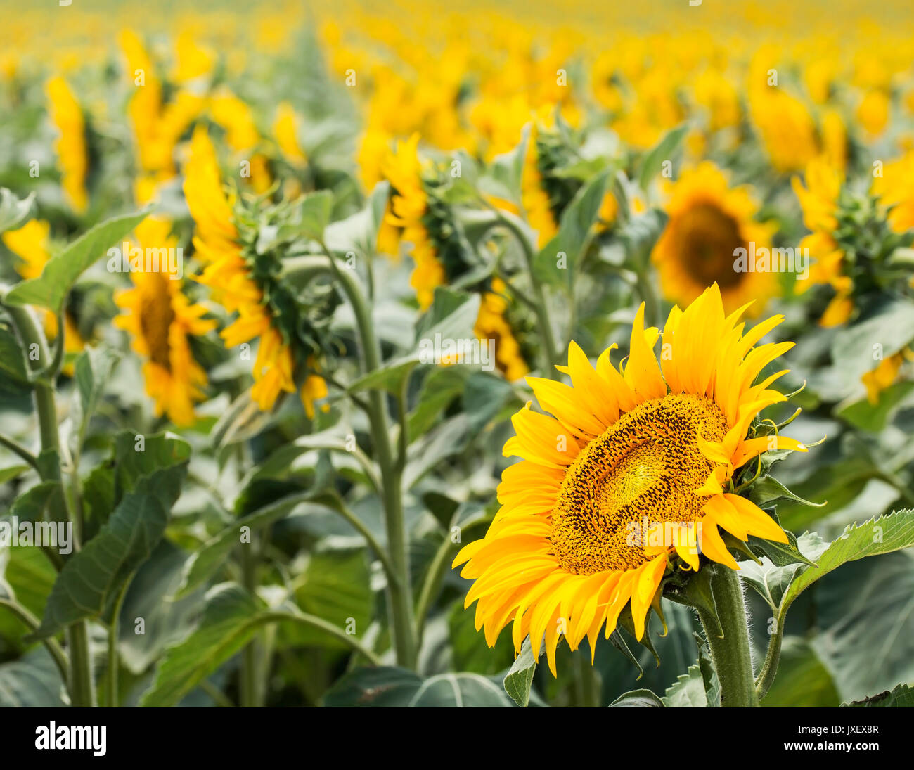 Group of sunflowers hi-res stock photography and images - Alamy