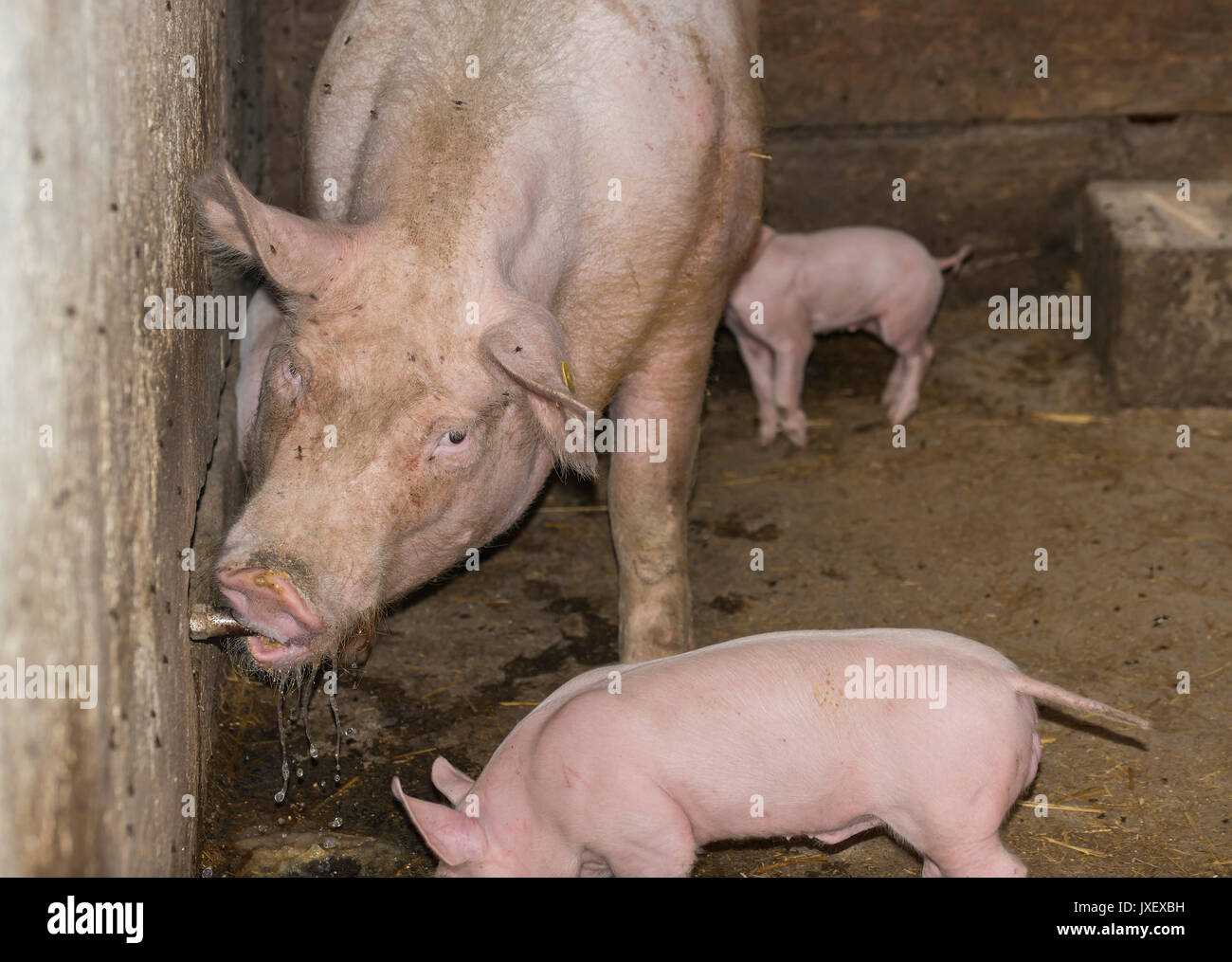 Piglet drinking water hi-res stock photography and images - Alamy