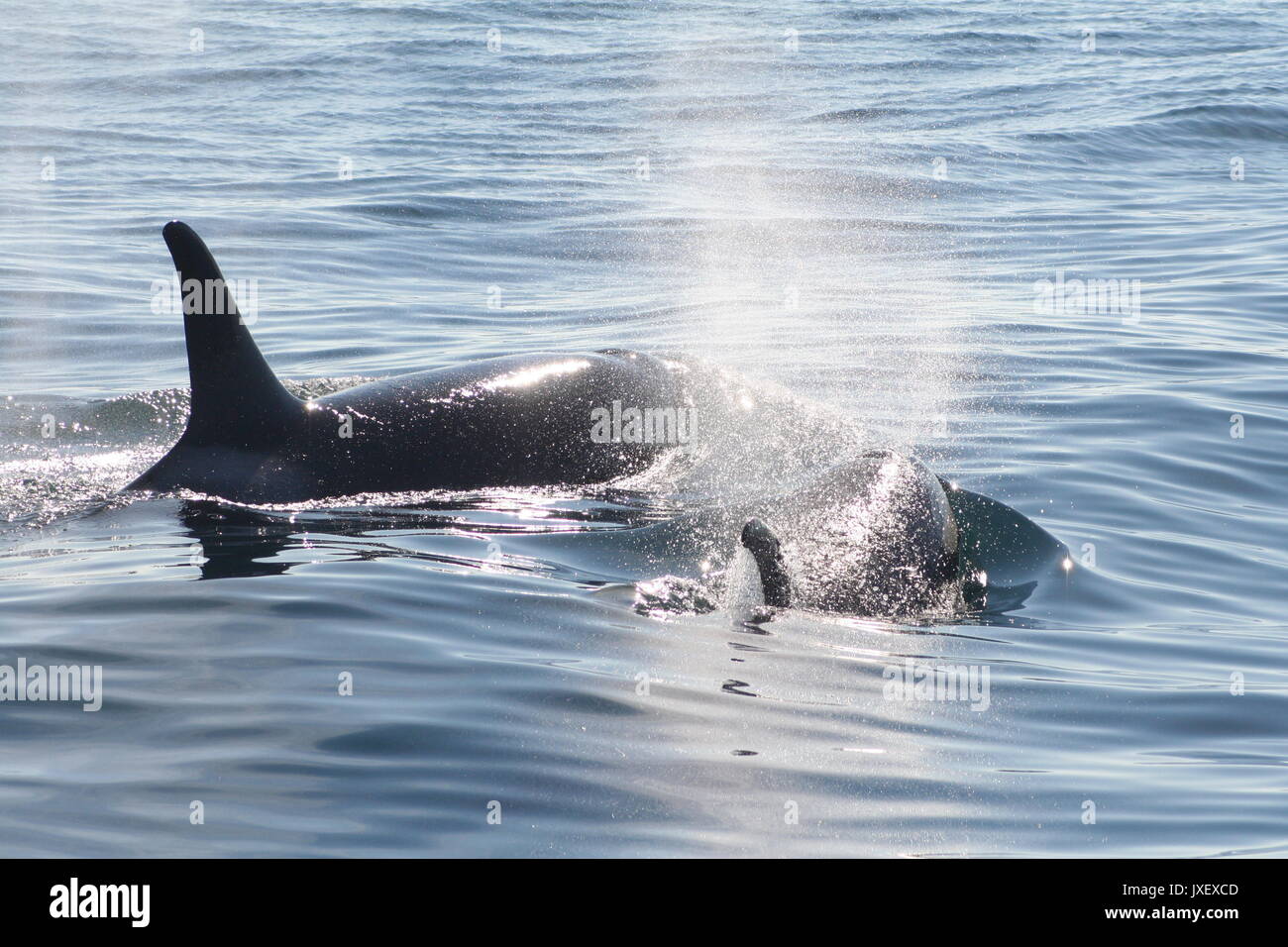 Orca family off of Alaskan Coastline Stock Photo - Alamy