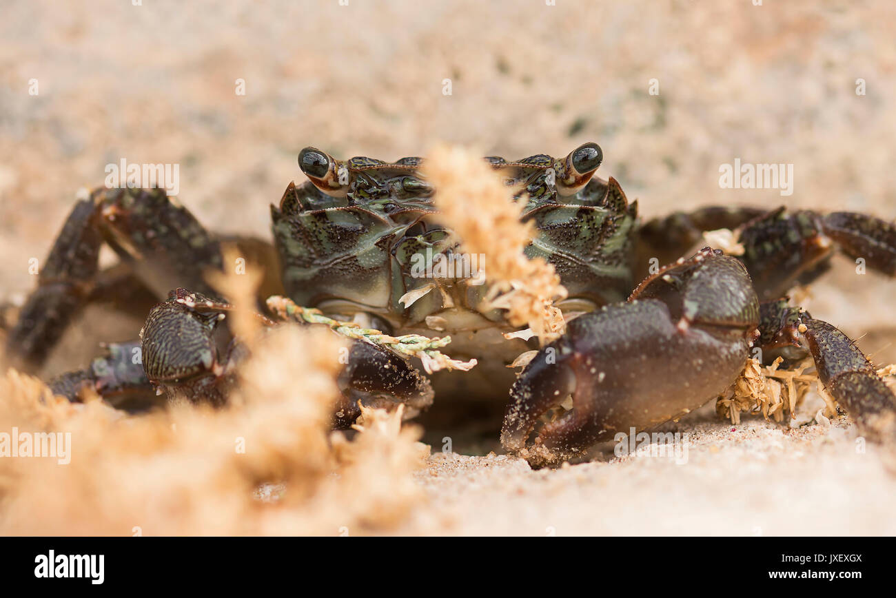 Shy small crab is hiding behind small object Stock Photo - Alamy