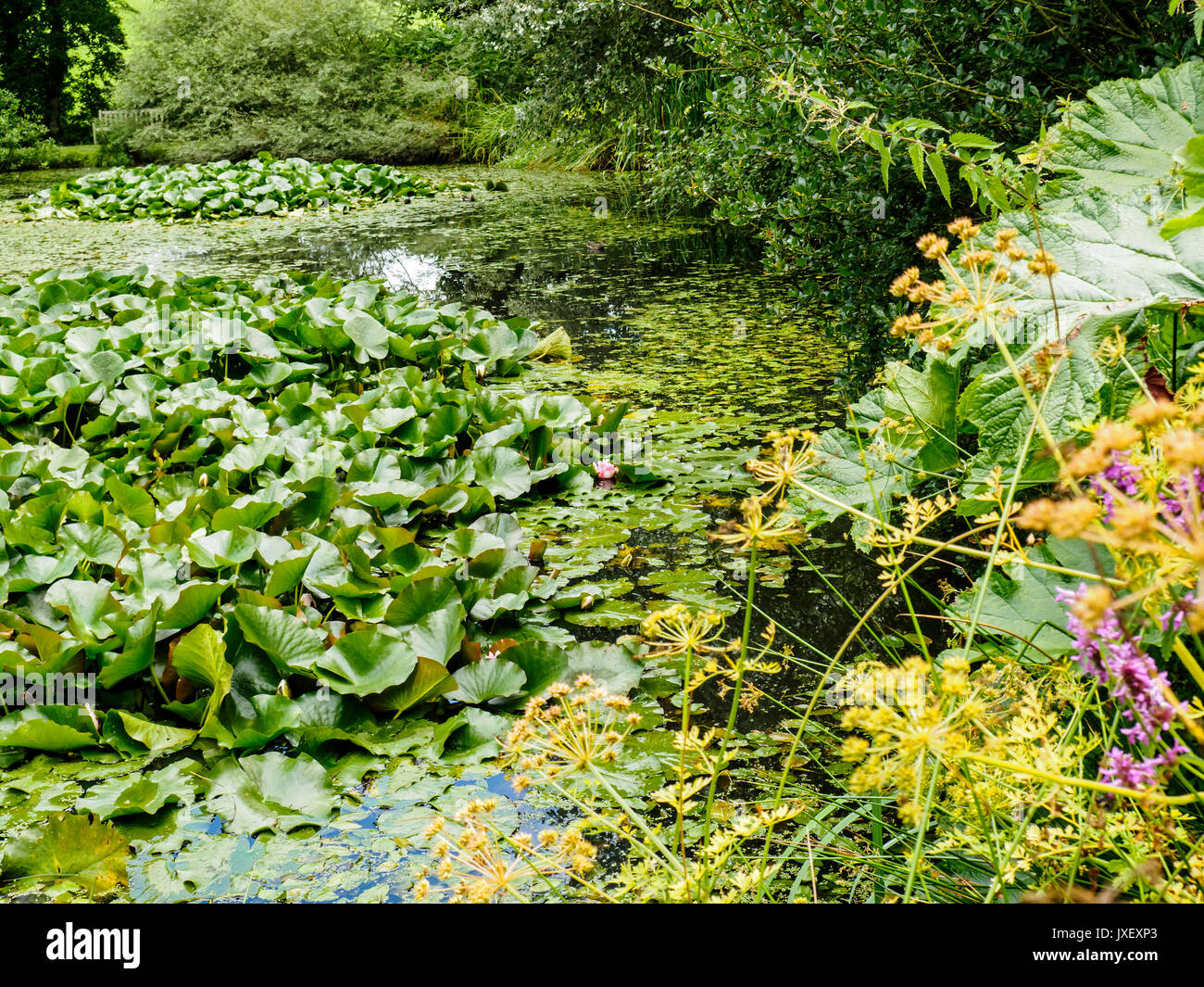 Lily farm hi-res stock photography and images - Alamy