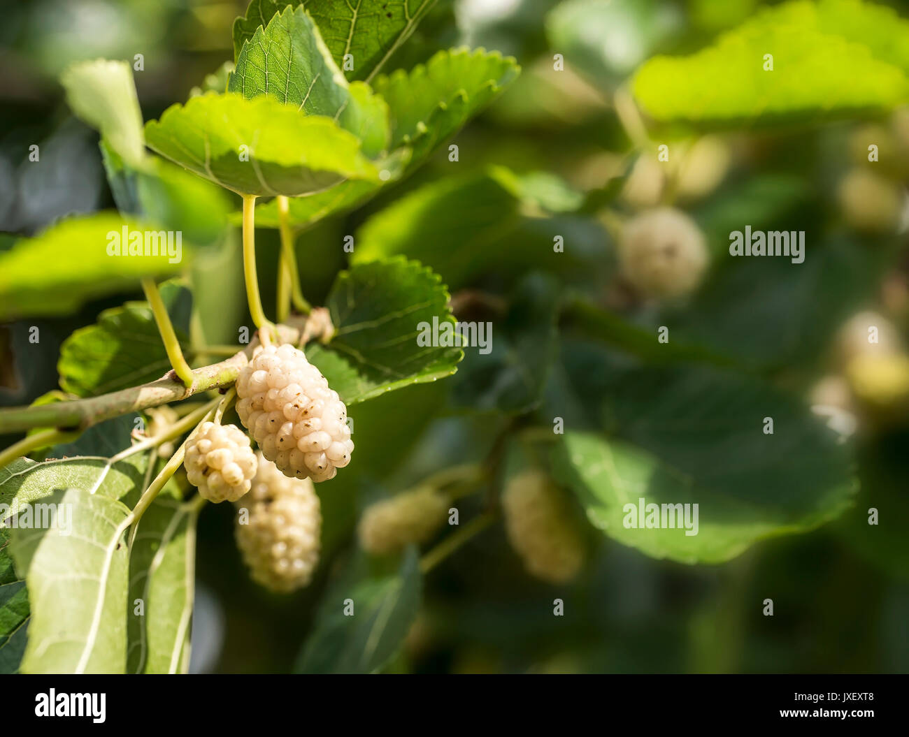 Indian mulberry tree hi-res stock photography and images - Alamy