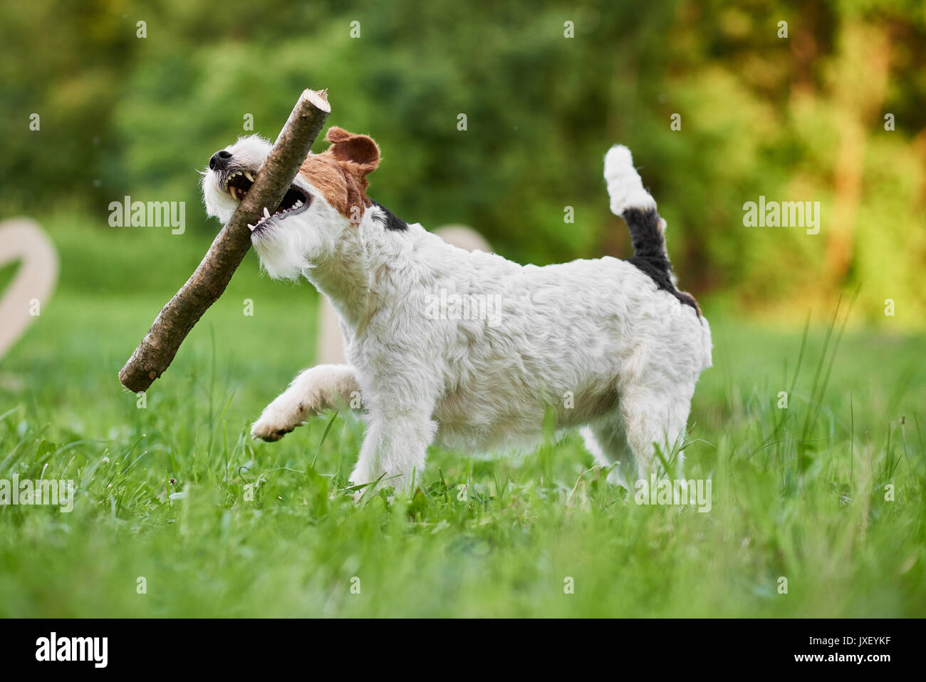 Happy fox terrier hi-res stock photography and images - Alamy